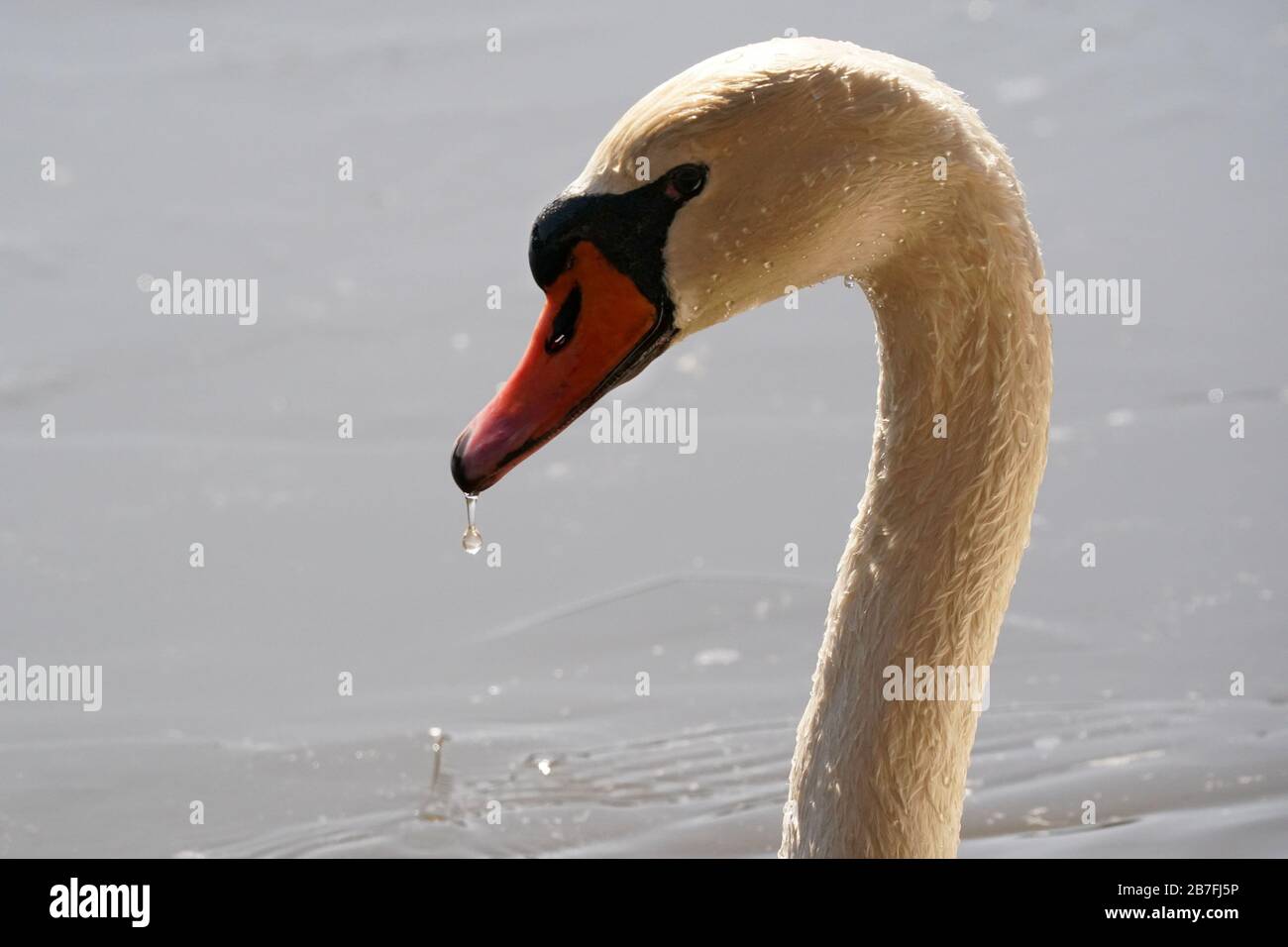 Mute swans mating Stock Photo - Alamy