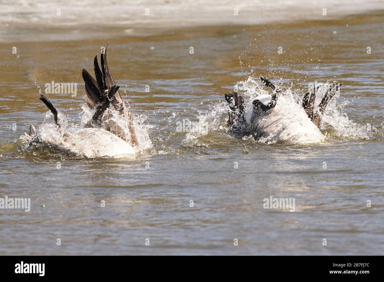 Rolling in the wataer hi-res stock photography and images - Alamy