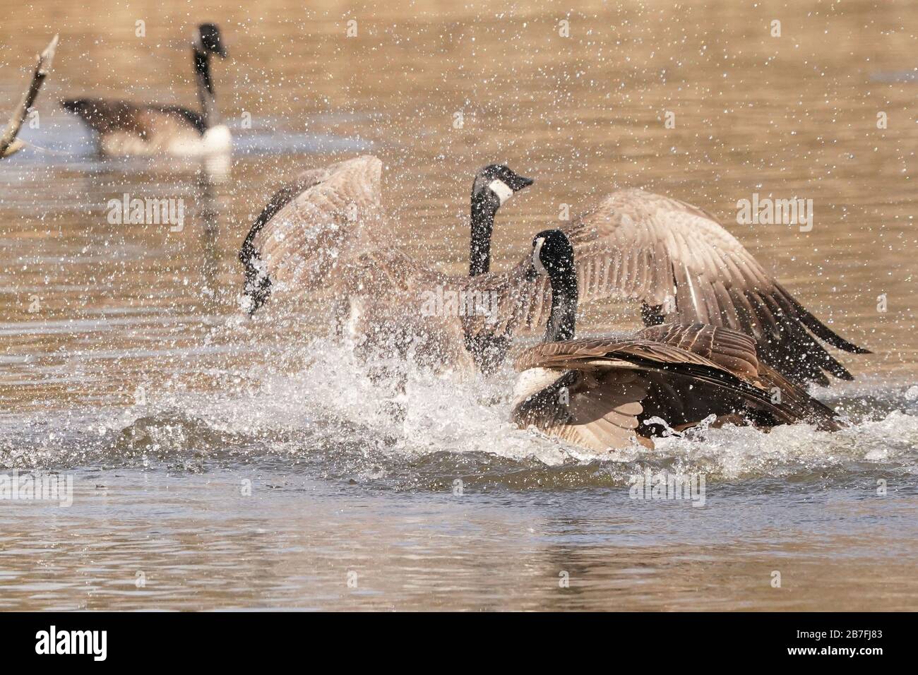 Large white cheek patch hi-res stock photography and images - Alamy