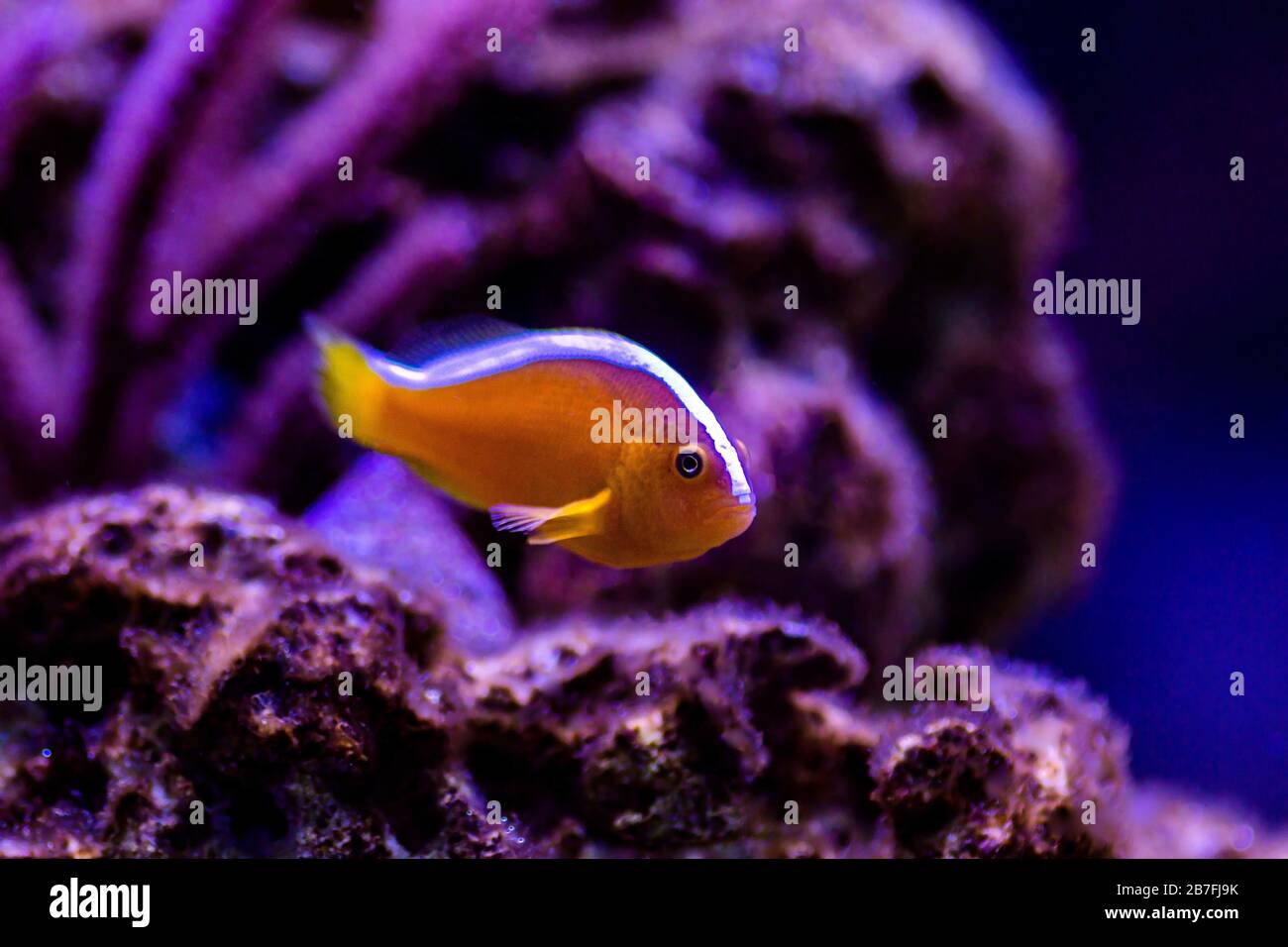 Orange Skunk Clownfish - (Amphiprion sandaracinos Stock Photo - Alamy