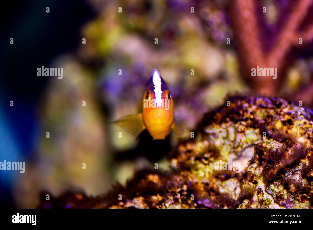 Orange Skunk Clownfish - (Amphiprion sandaracinos Stock Photo - Alamy