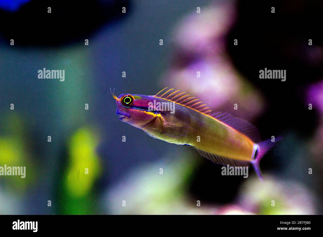 Tail Spot Blenny fish - (Ecsenius stigmatura Stock Photo - Alamy