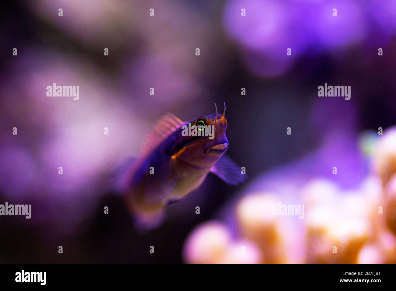 Tail Spot Blenny fish - (Ecsenius stigmatura Stock Photo - Alamy