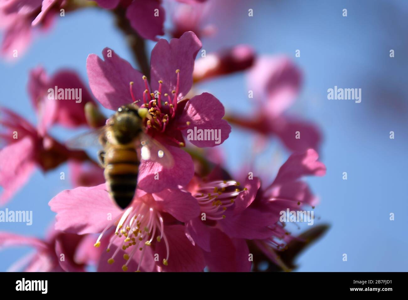 Macro of Pink First Lady tree flowering with bee feeding blue sky ...