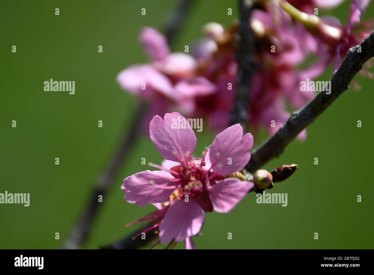 Macro of Pink First Lady flowering in early spring green background ...