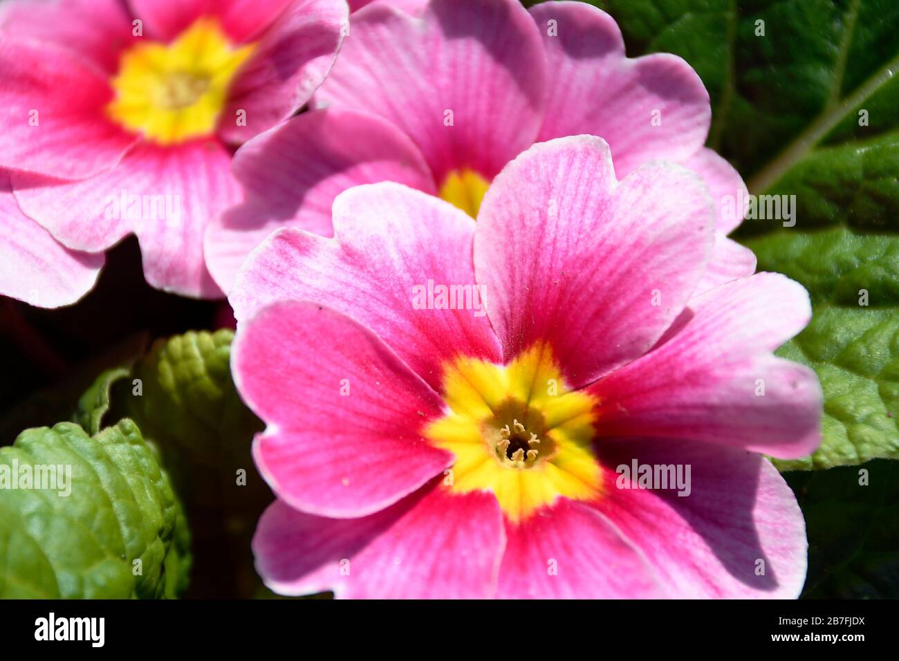Macro of pink Primrose and green leaves Stock Photo - Alamy