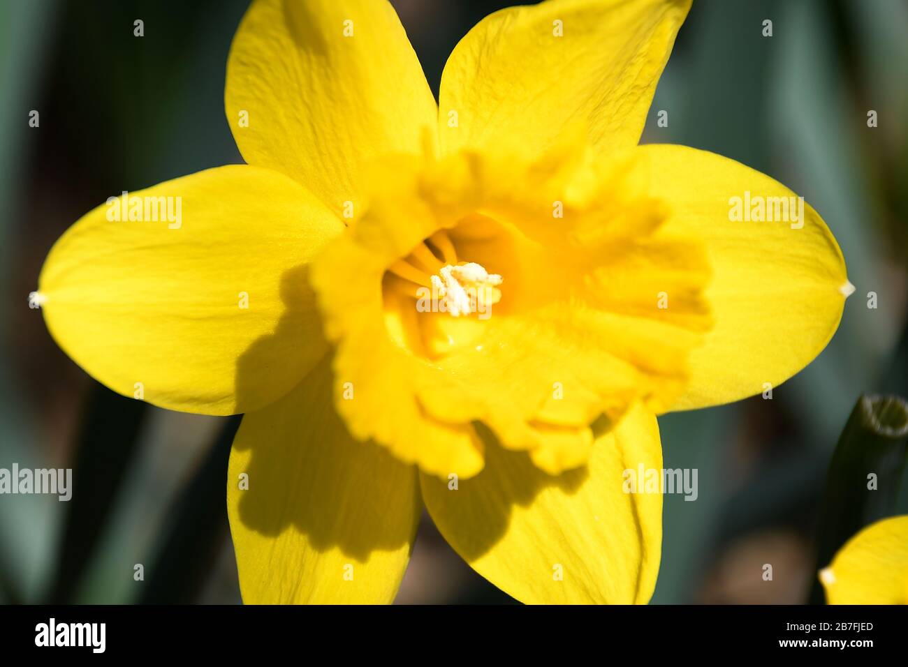 Macro front view of yellow Trumpet Daffodil Stock Photo - Alamy