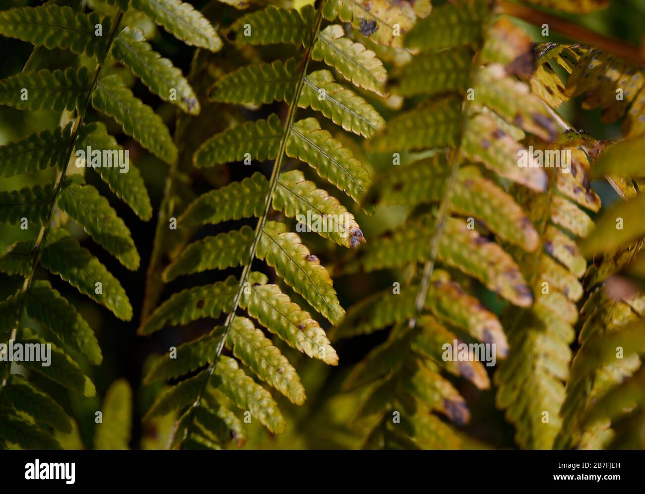 Forked fern hi-res stock photography and images - Alamy