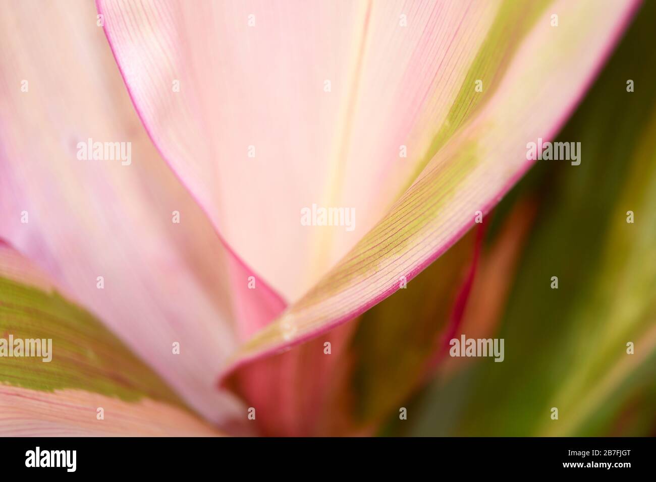 Opening of pink and green plant Stock Photo - Alamy