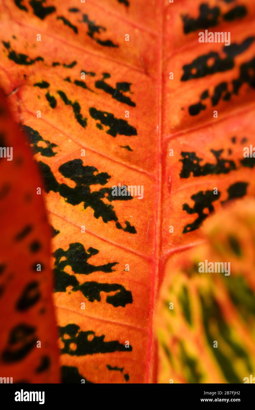 Fire croton hi-res stock photography and images - Alamy