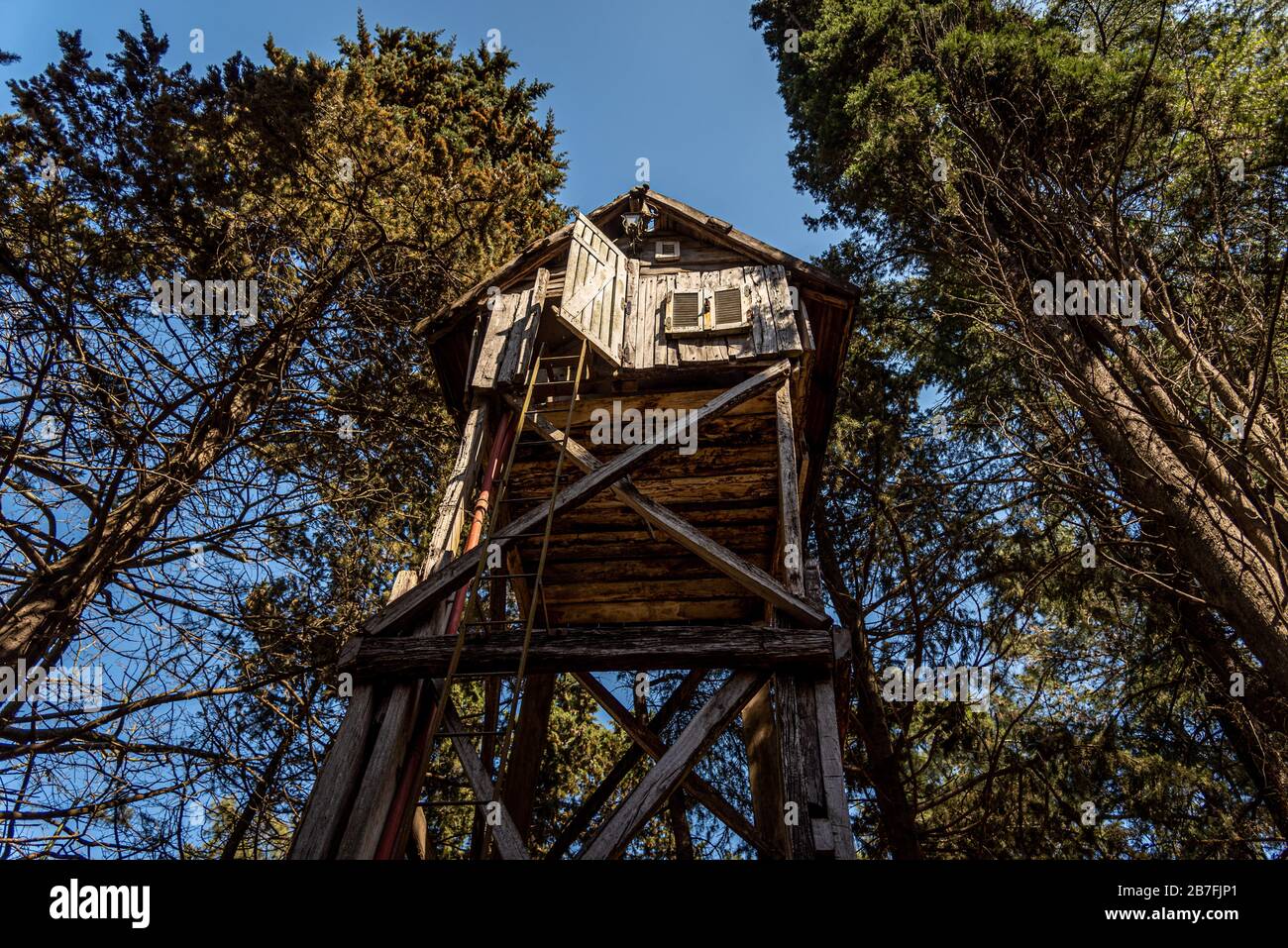 View from below of a typical wooden treehouse inside a forest in a ...