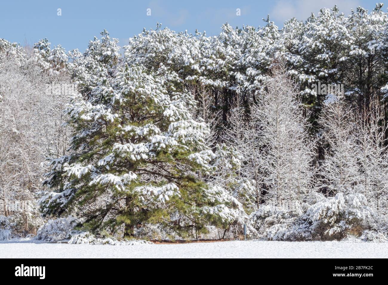 Large spruce tree hi-res stock photography and images - Alamy