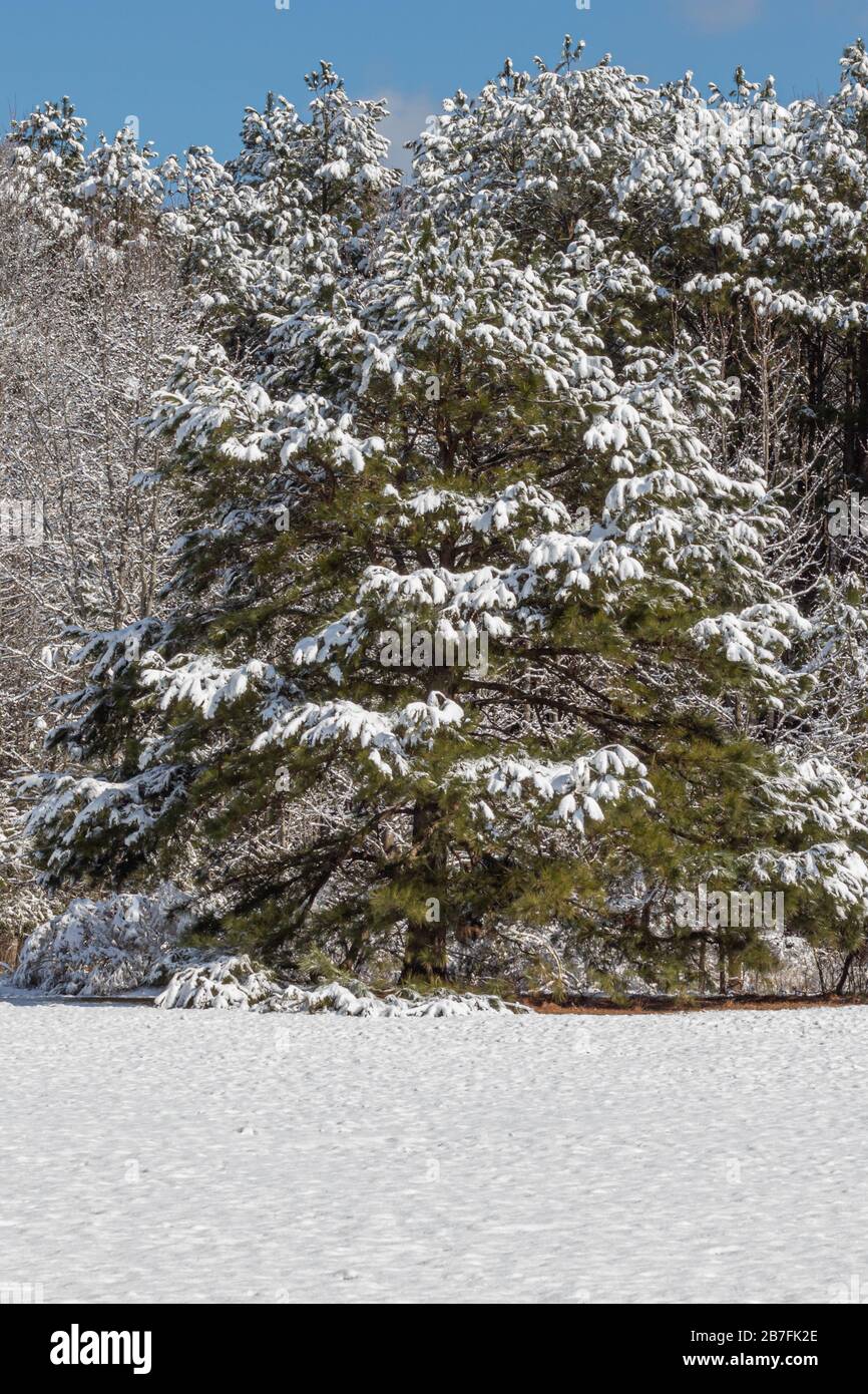 A large spruce tree covered in snow following a winter snow storm Stock ...