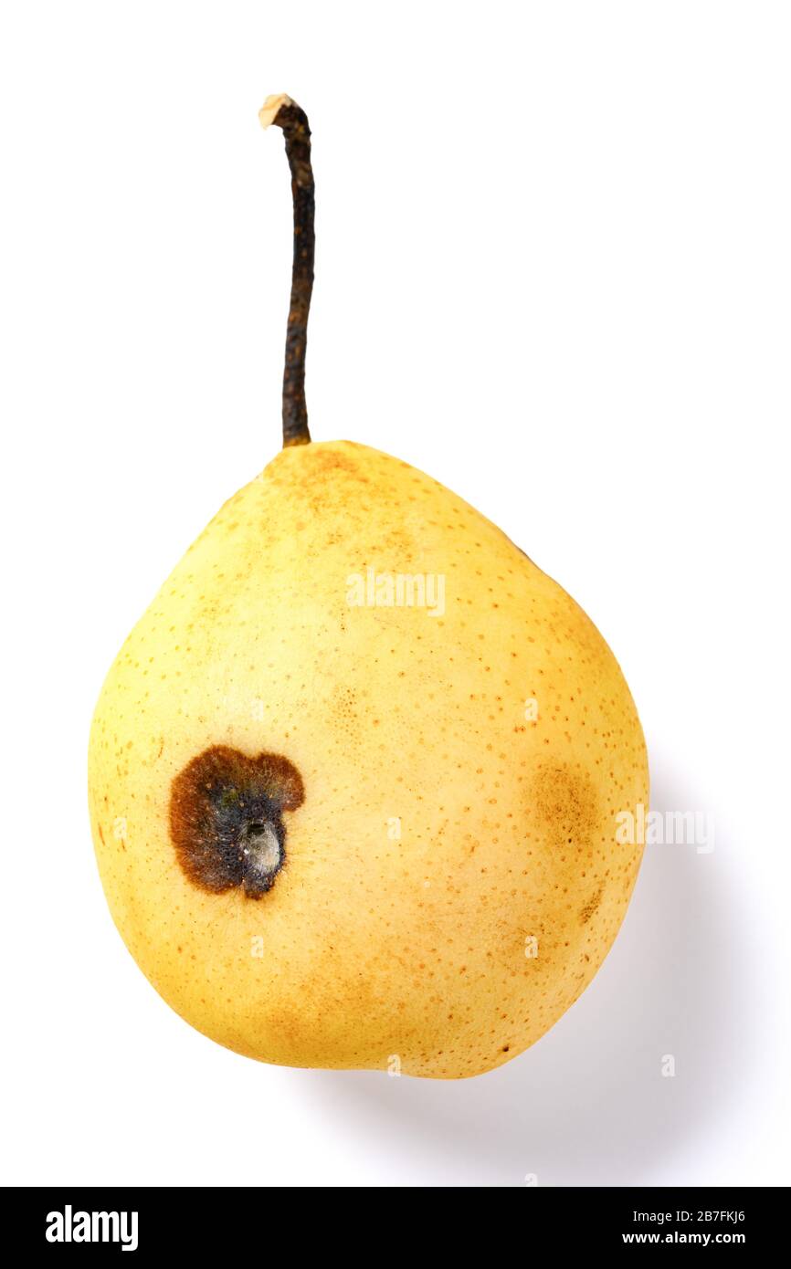 top view overripe pear on a white background Stock Photo - Alamy