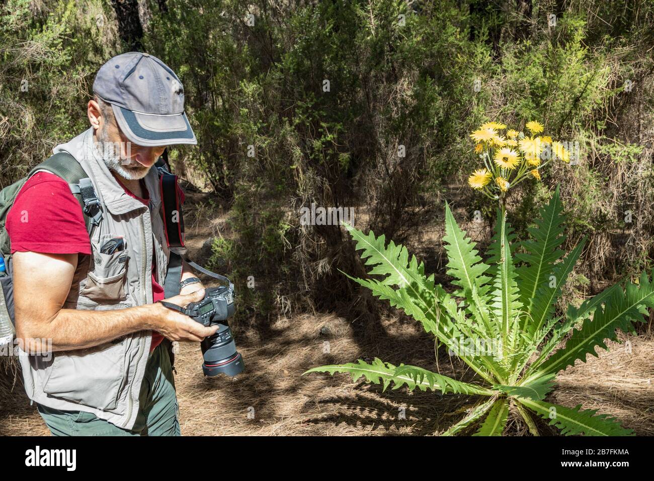 Pine tree flower hi-res stock photography and images - Alamy