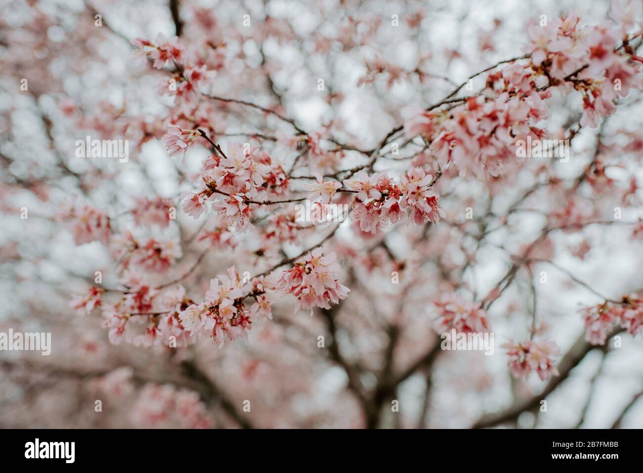 Plum tree landscape hi-res stock photography and images - Alamy