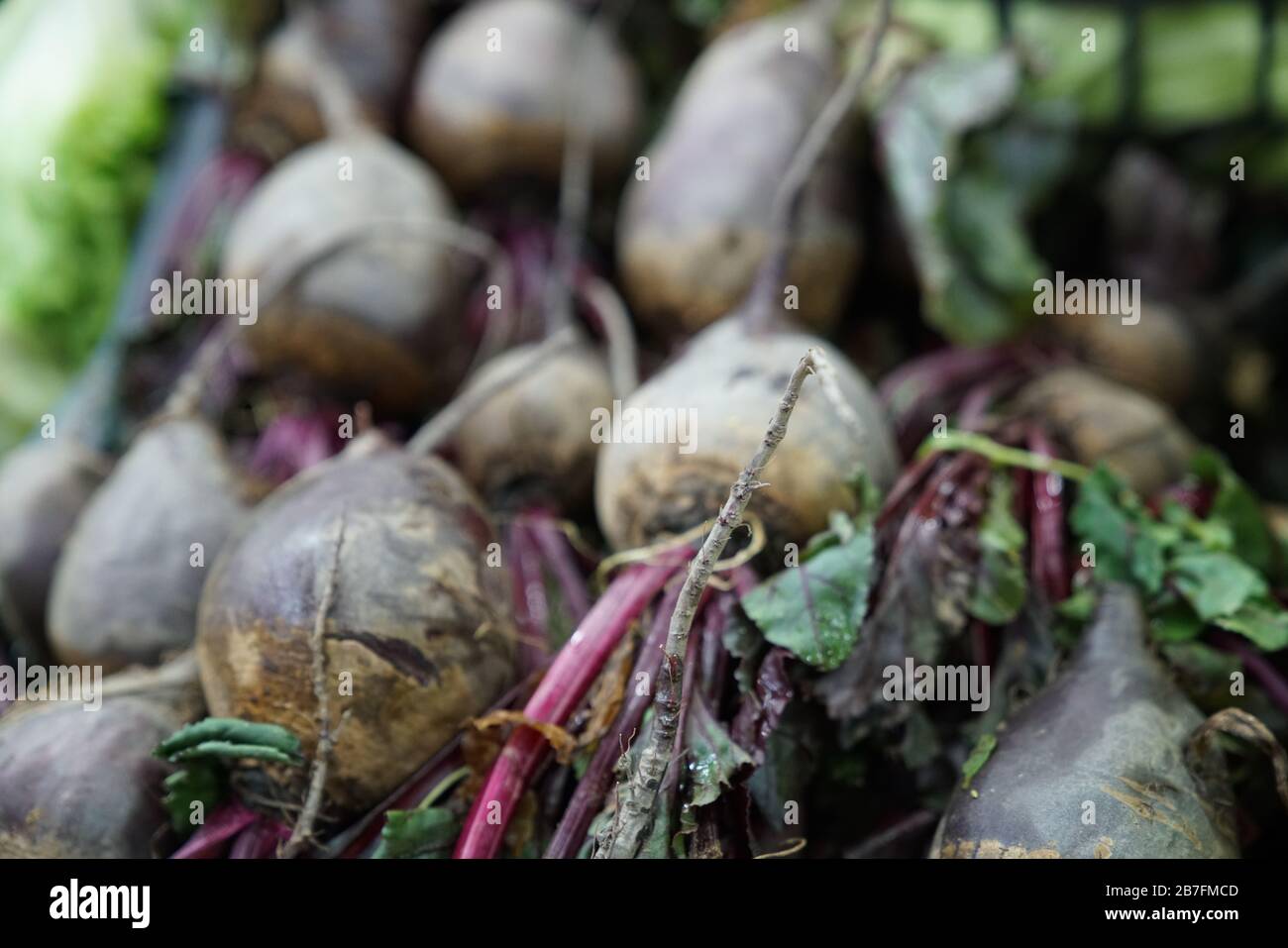 Beet material hi-res stock photography and images - Alamy