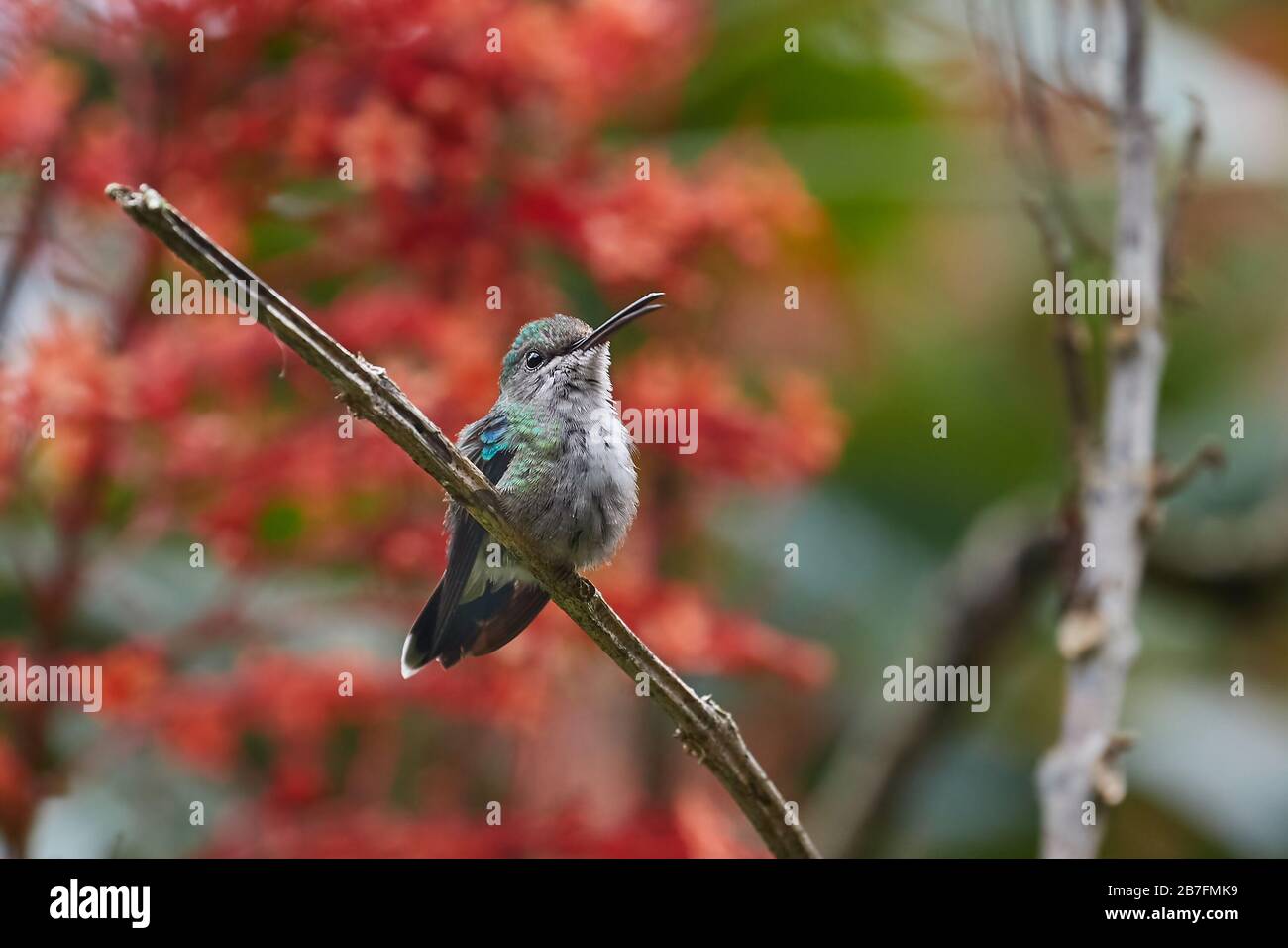 Colibri feeding from flower in a rainforest Stock Photo - Alamy