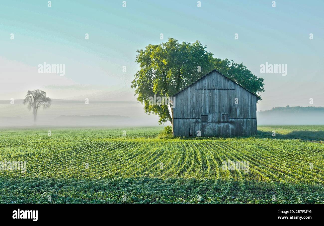 At morning a sun rising on a old barn with a fog in the distance of the ...