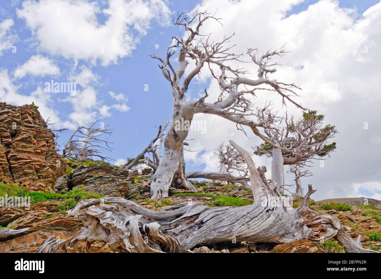 Tree skeletons along the scenic point trail in Glacier National Park ...