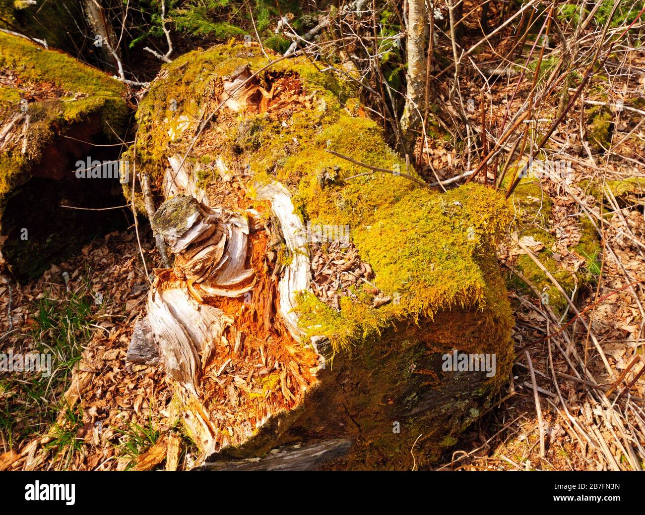 Decaying decomposer hi-res stock photography and images - Alamy