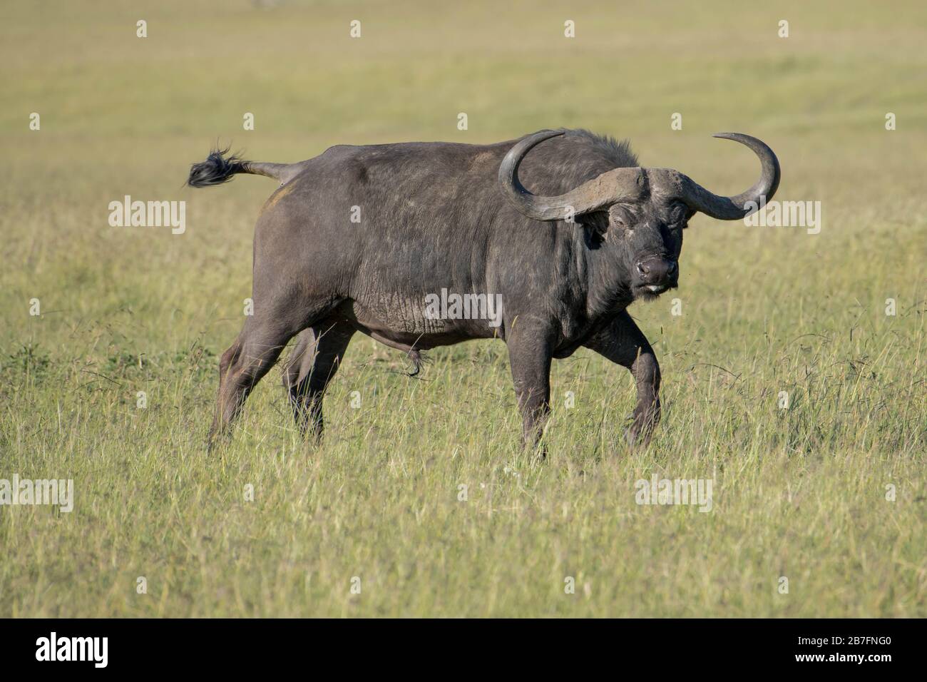 African Cape Buffalo Stock Photo - Alamy