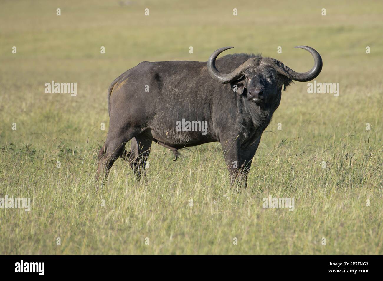African Cape Buffalo Stock Photo - Alamy