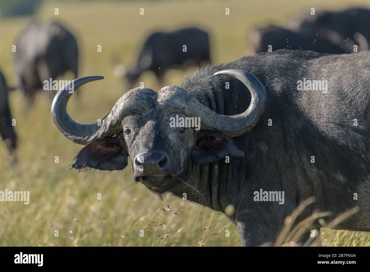 African widow hi-res stock photography and images - Alamy