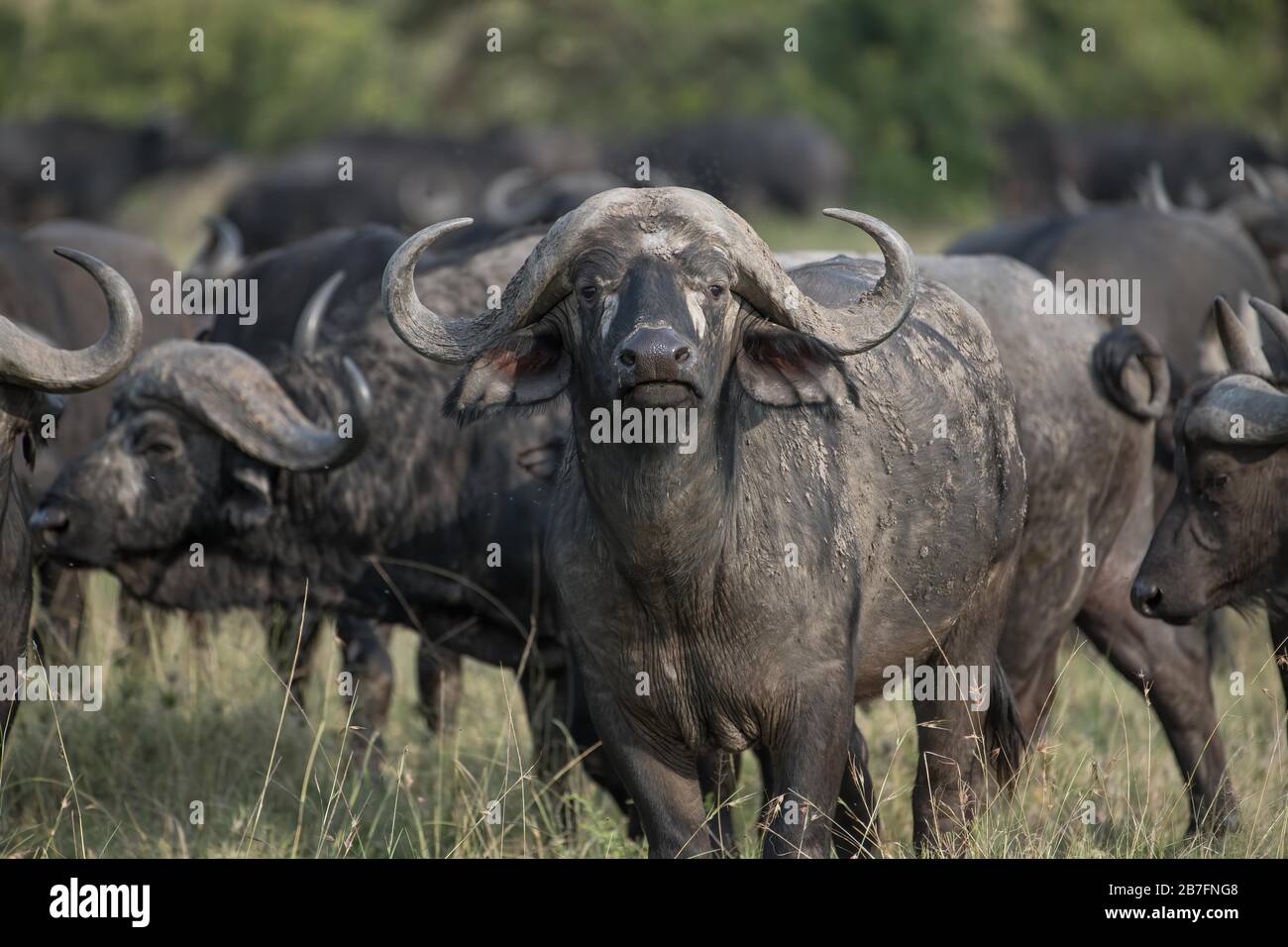 African Cape Buffalo bull with large horns aggressively faces the ...