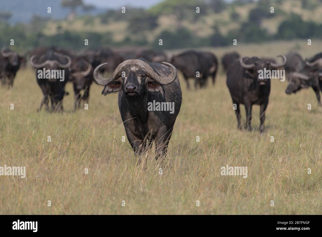 African Cape Buffalo bull with large horns aggressively faces the ...
