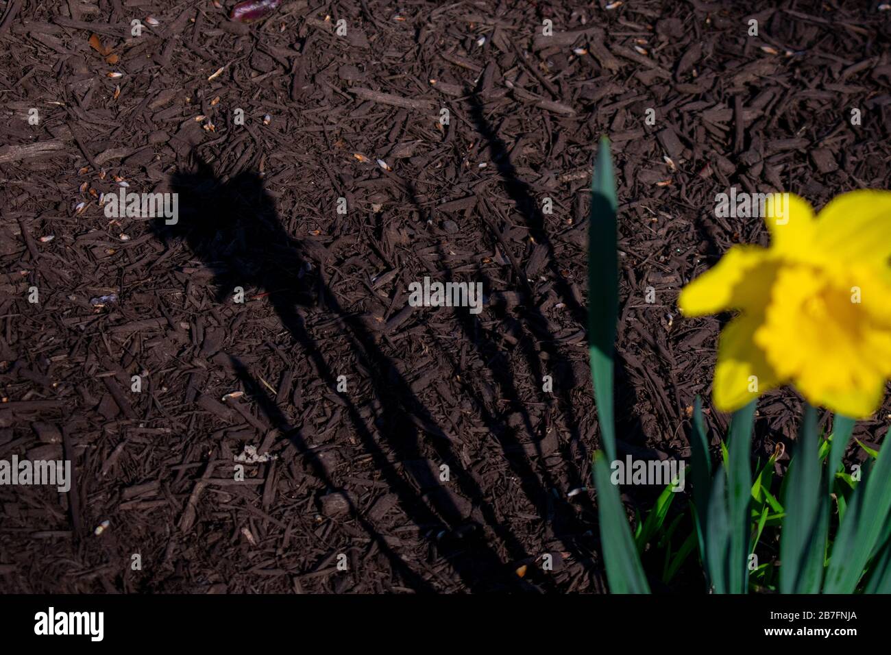 Lone tulip hi-res stock photography and images - Alamy