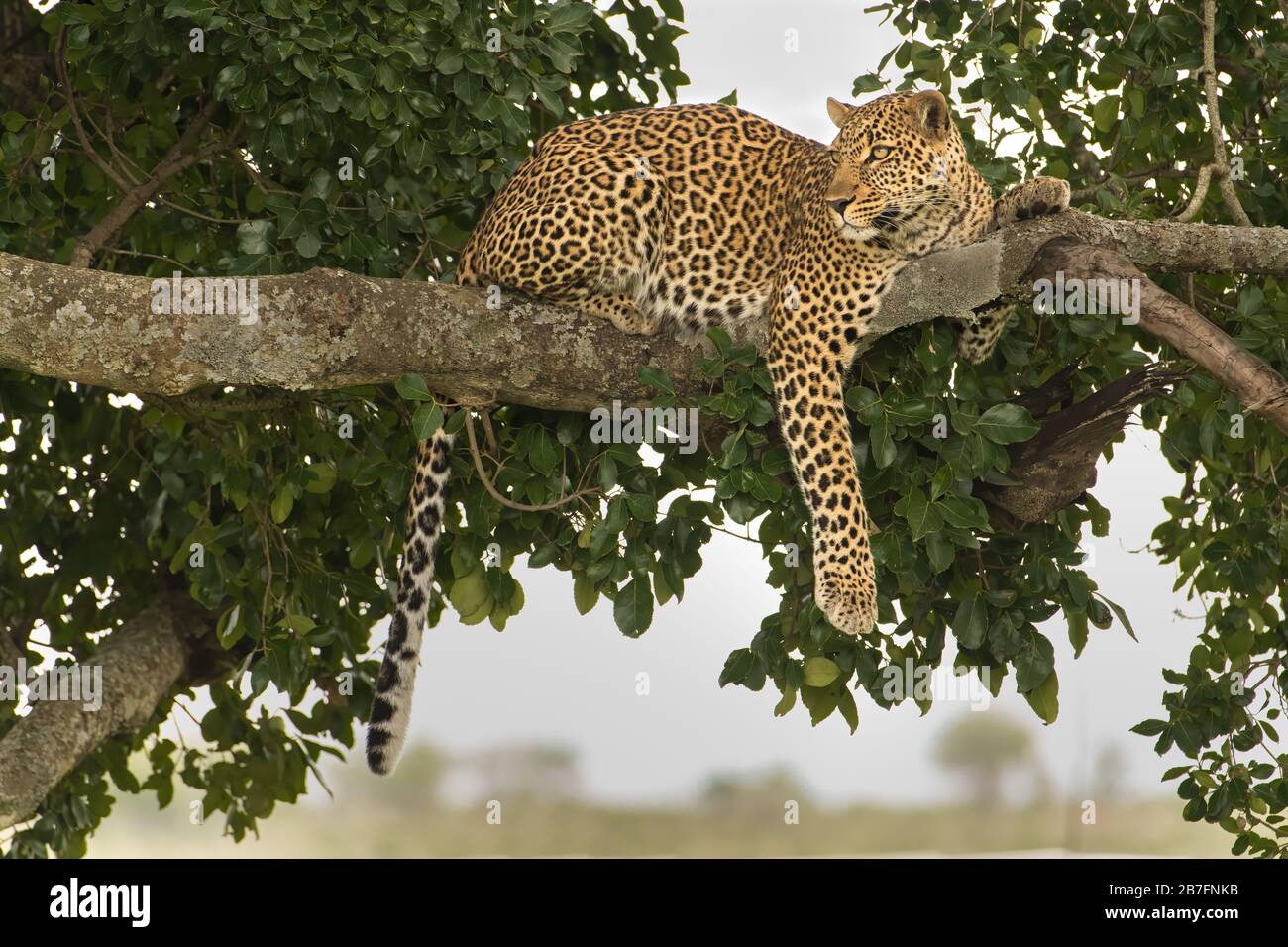 Large African leopard lays comfortably on a tree branch in the Maasai ...