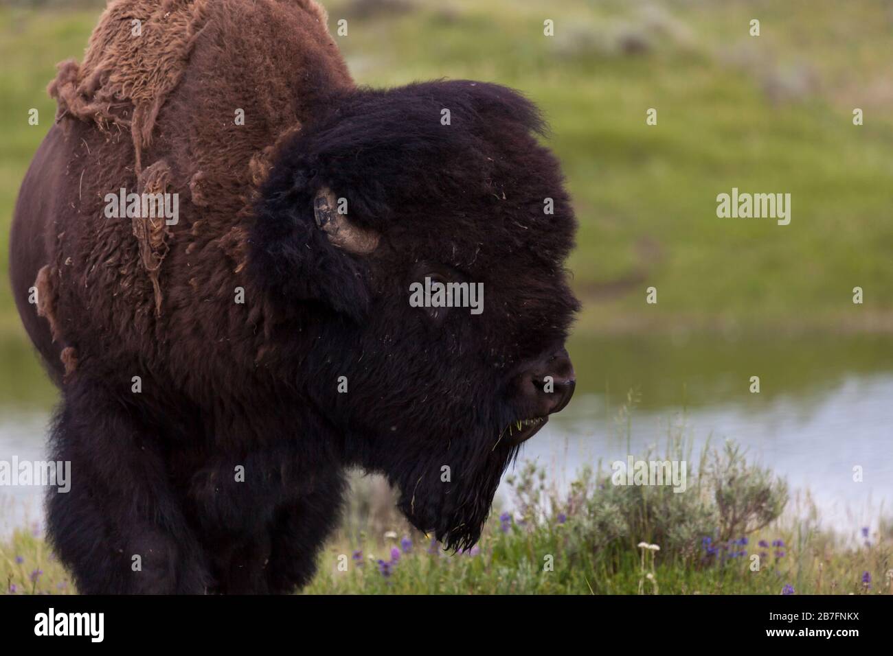 A large male bison eating and keeping a watch on people while close to ...