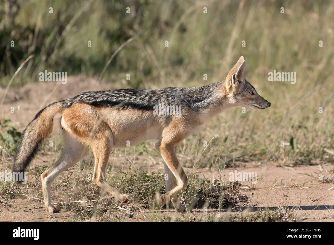 A jackal keys in on it's prey with ears perked up Stock Photo - Alamy