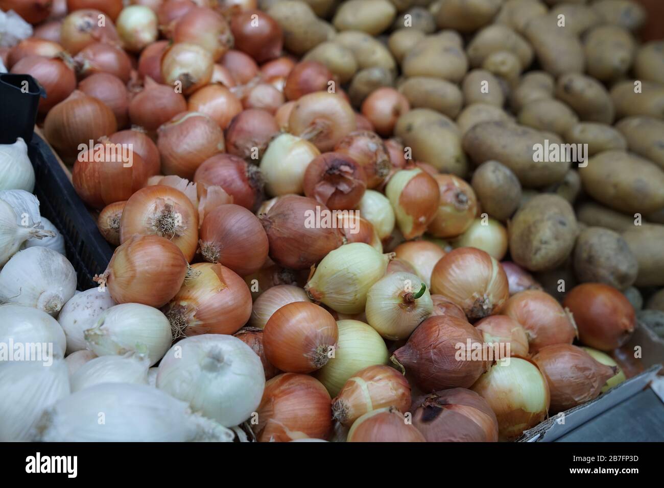 Onion Family stock photo Stock Photo - Alamy