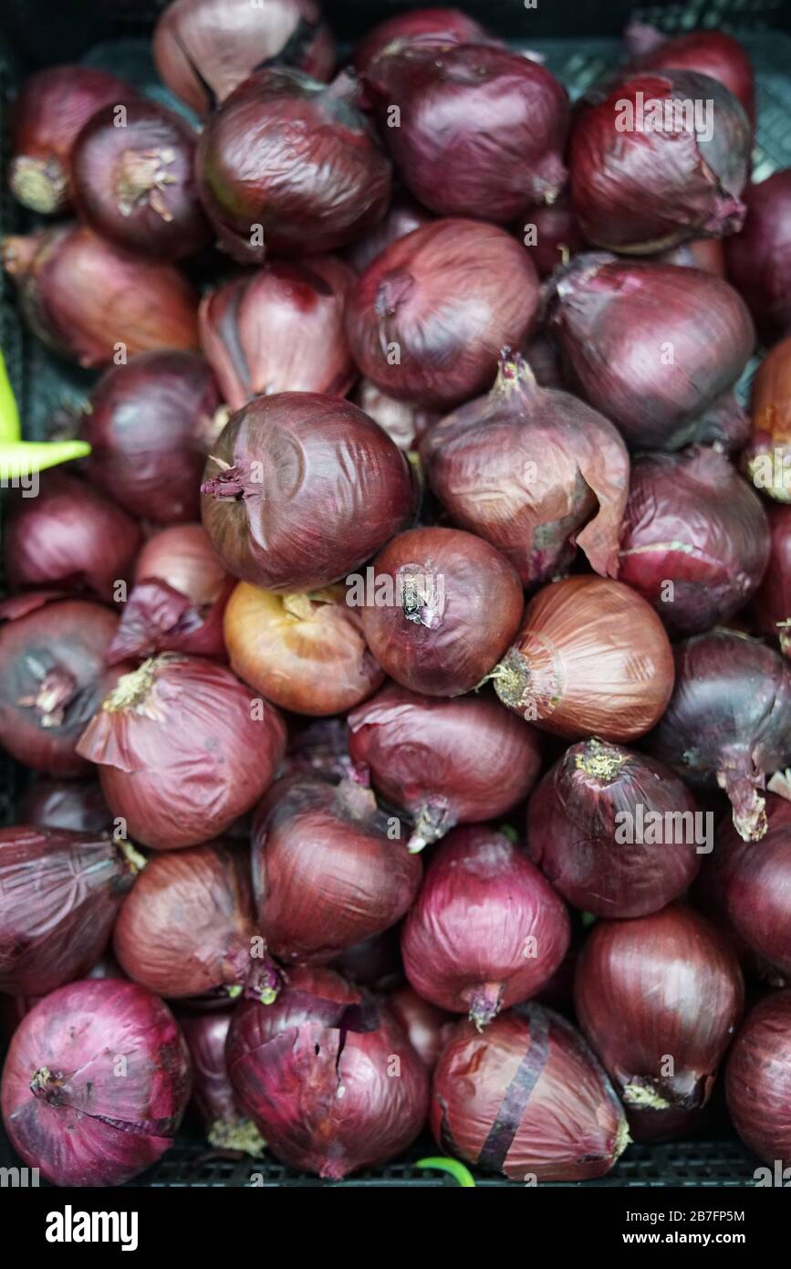 Onion Family stock photo Stock Photo - Alamy