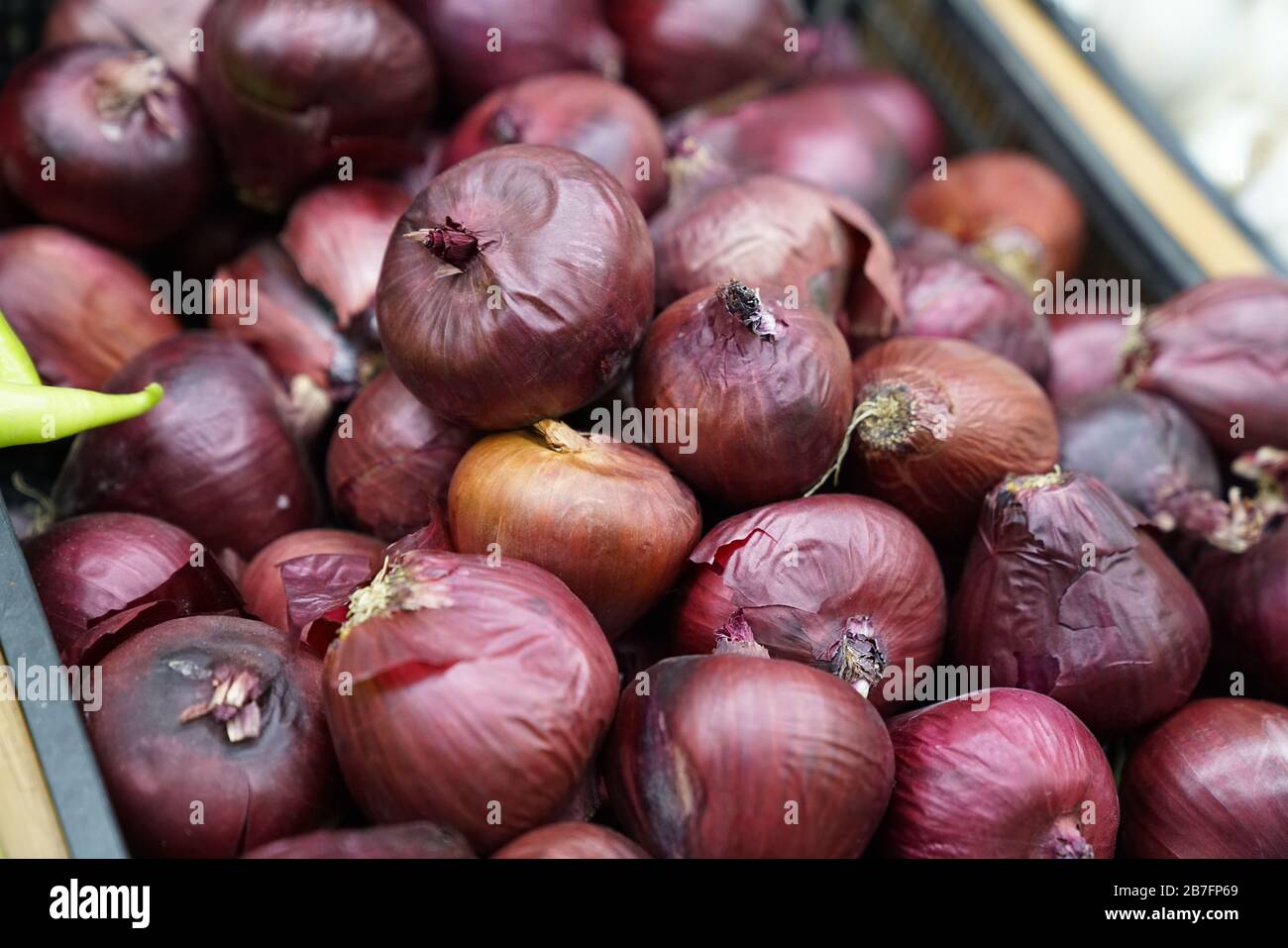 Onion Family stock photo Stock Photo - Alamy