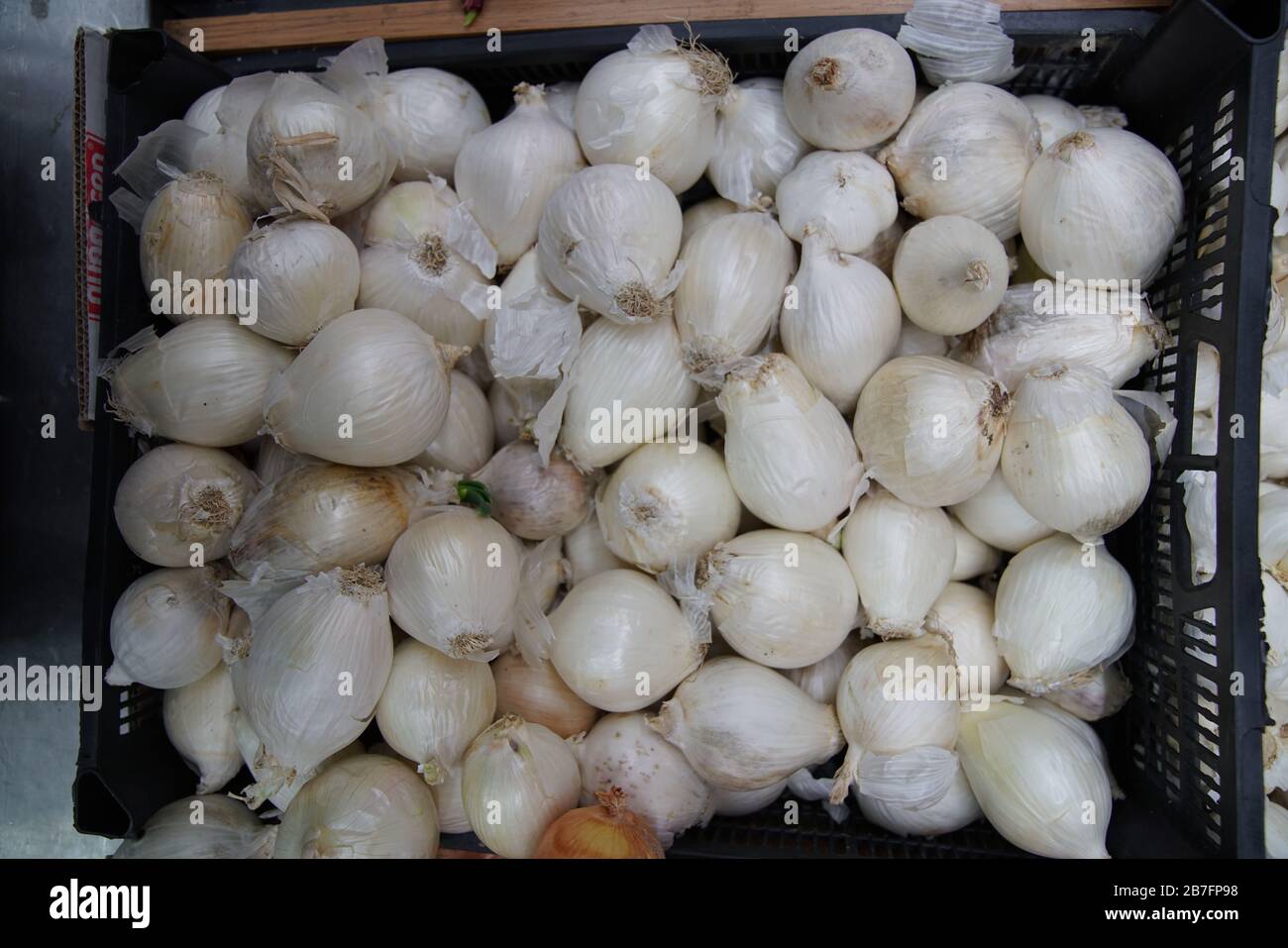 Onion Family stock photo Stock Photo - Alamy