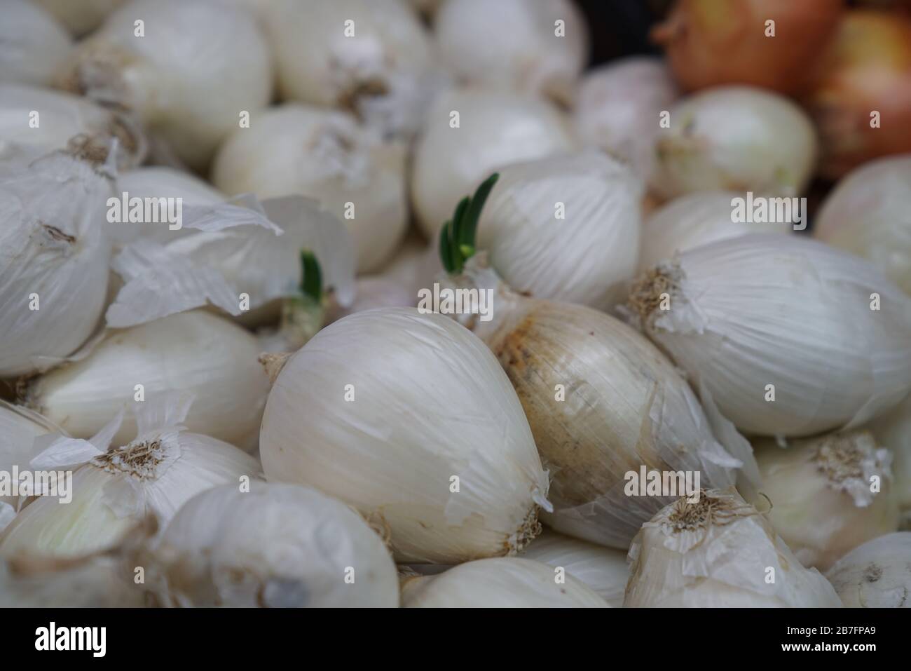 Onion Family stock photo Stock Photo - Alamy