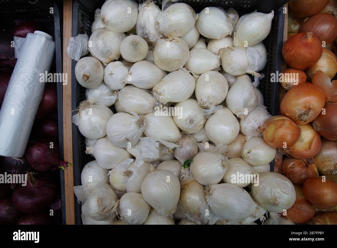 Onion Family stock photo Stock Photo - Alamy