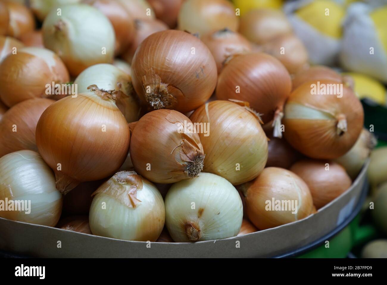 Onion Family stock photo Stock Photo - Alamy