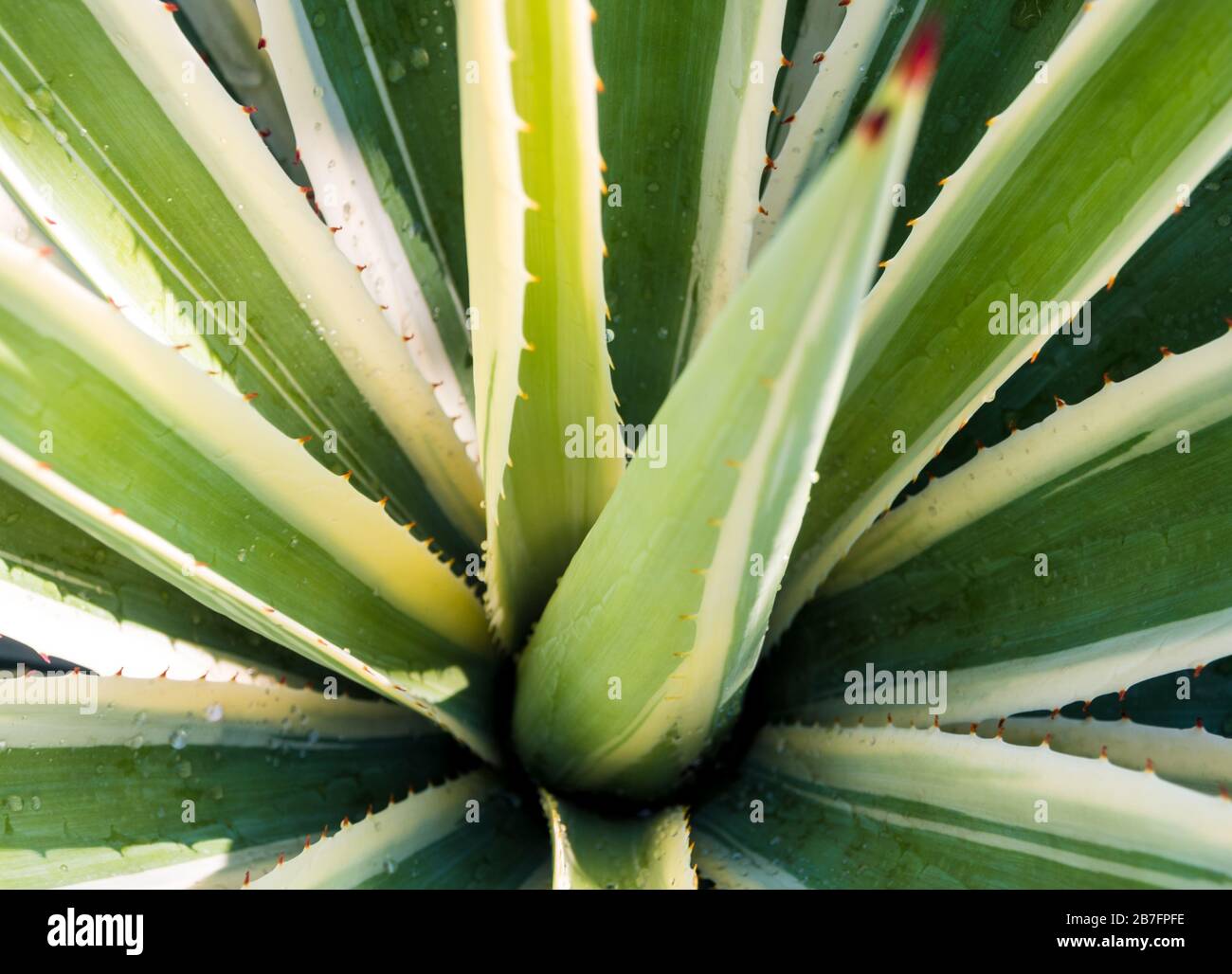 Sharp thorn on leaf of Agave succulent plant, Agave maguey, freshness ...
