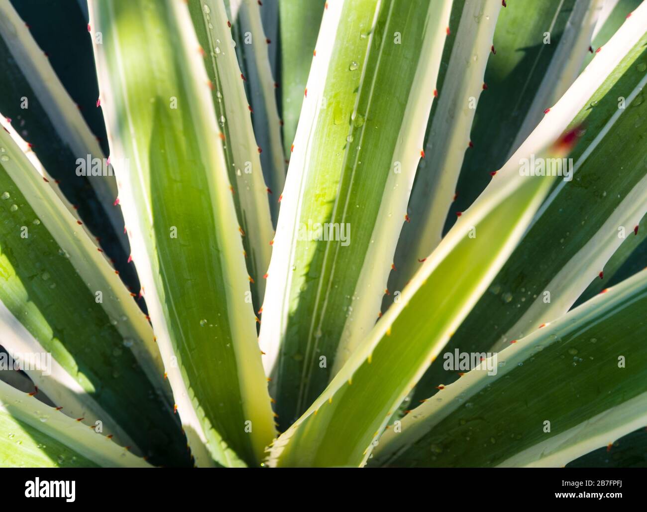 Sharp thorn on leaf of Agave succulent plant, Agave maguey, freshness ...