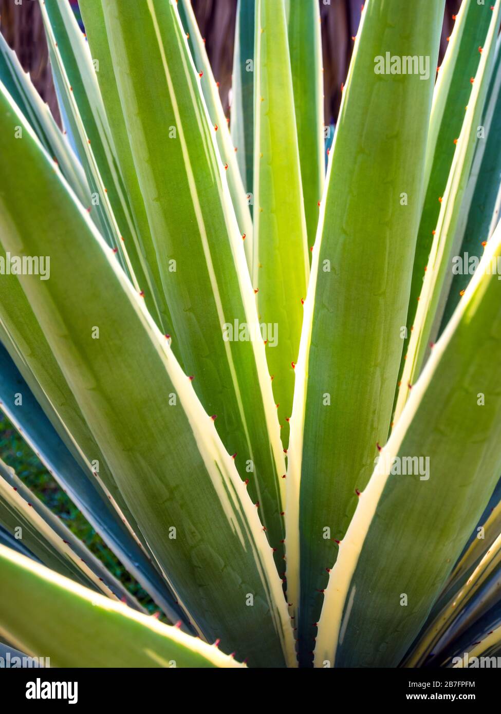 Sharp thorn on leaf of Agave succulent plant, Agave maguey, freshness ...