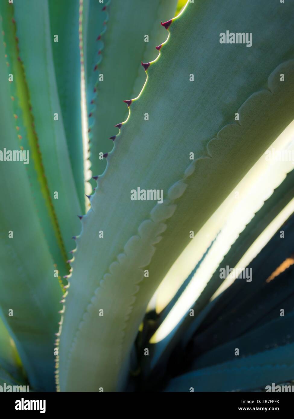 Agave succulent plant, close up white wax on freshness leaves with ...