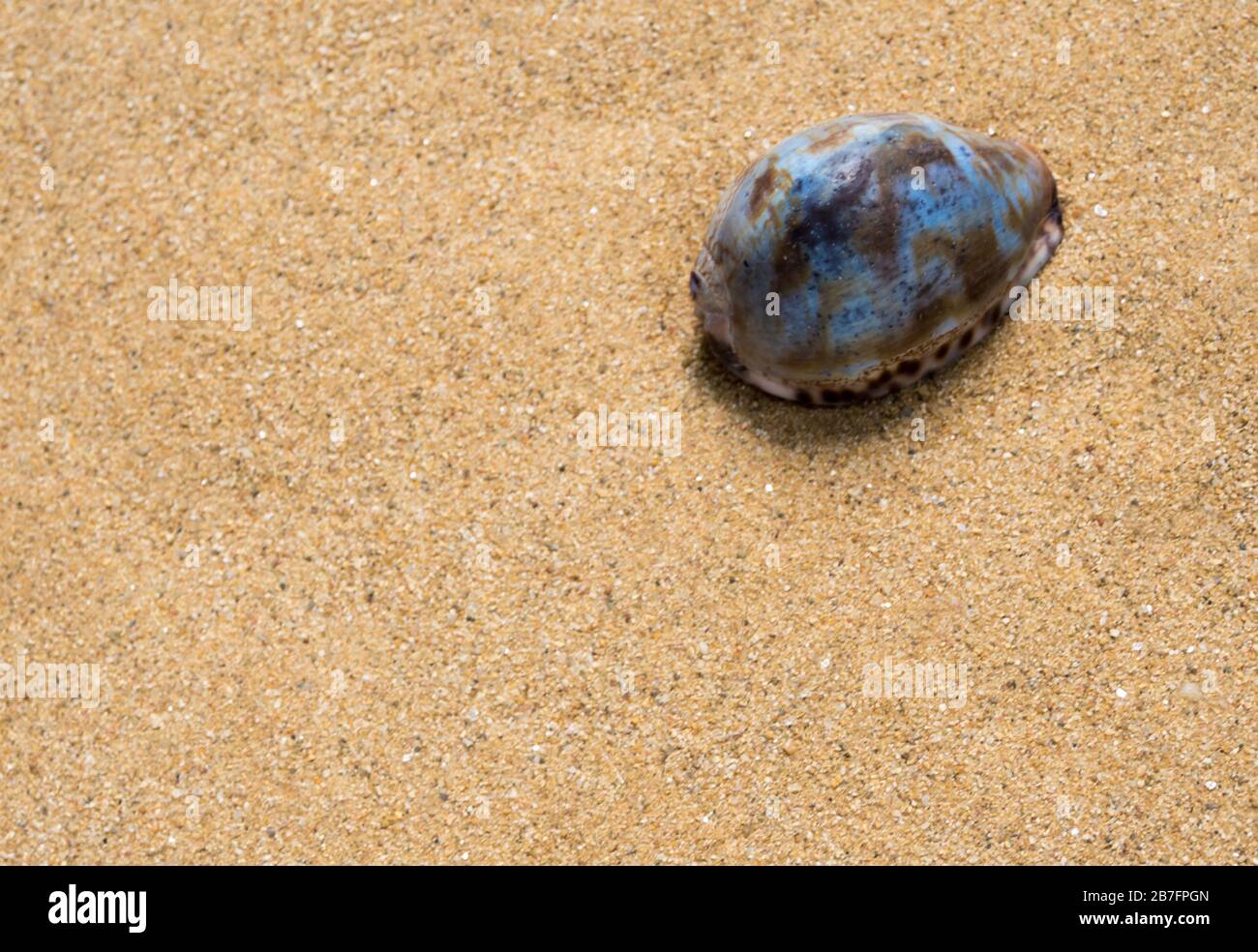 Monetaria moneta hi-res stock photography and images - Alamy