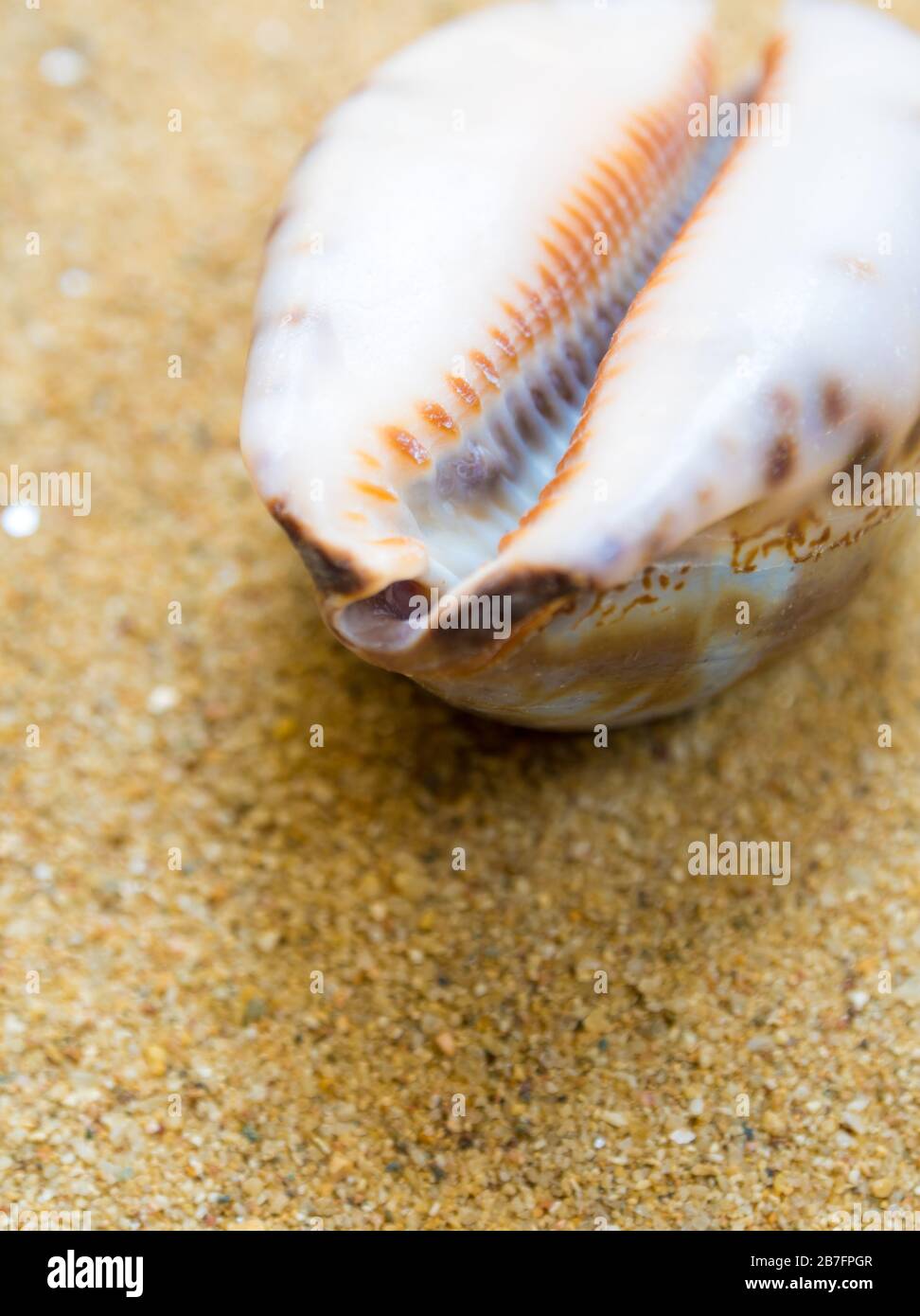 Dried Monetaria moneta shell on the sand Stock Photo - Alamy