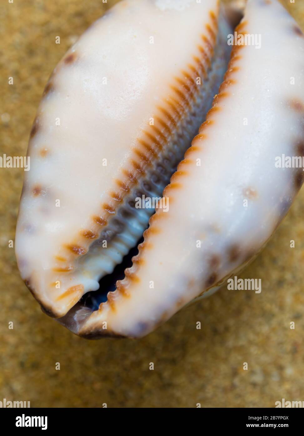 Dried Monetaria moneta shell on the sand Stock Photo - Alamy
