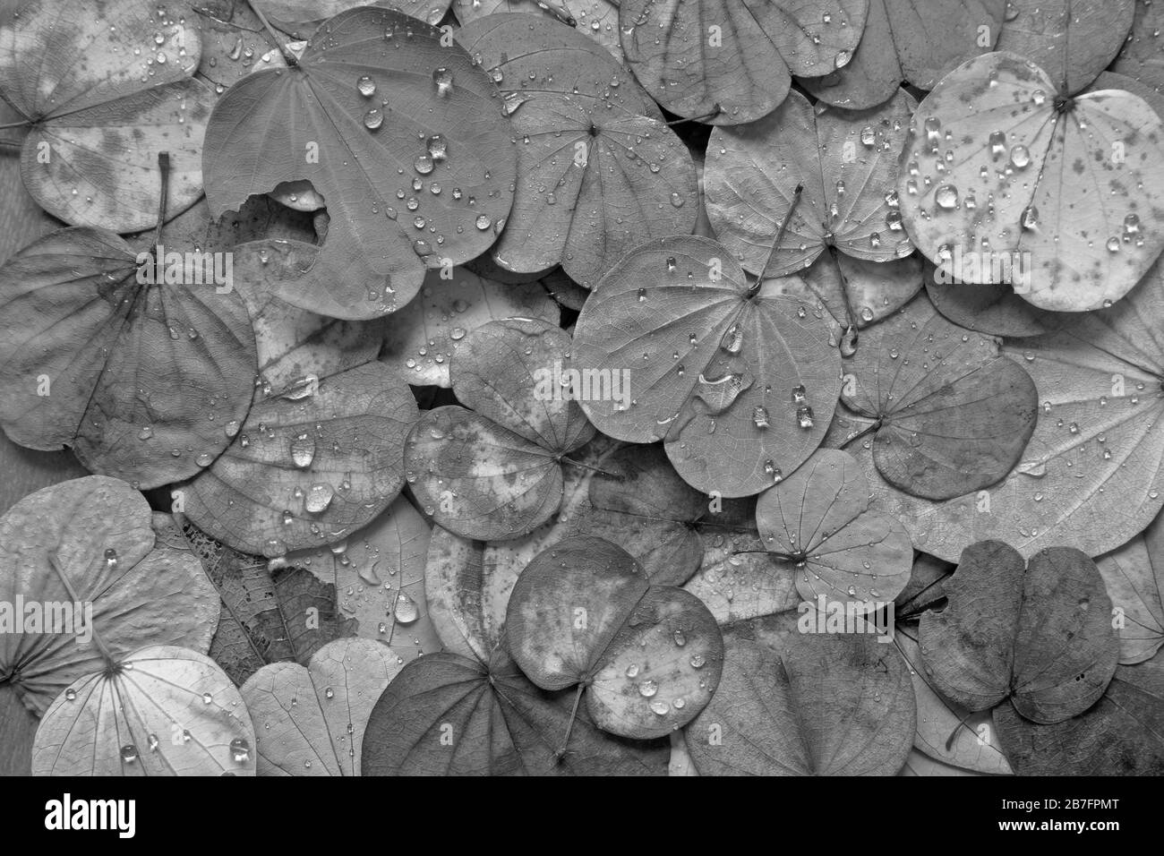 Autumn season view from Black and White Stock Photos & Images - Alamy