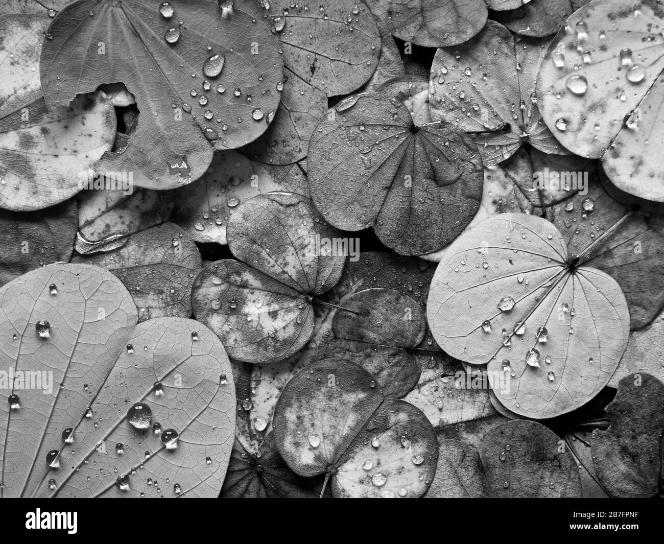 Autumn season view from Black and White Stock Photos & Images - Alamy